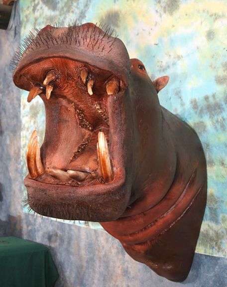 Wow! Real Skin Large Bull Hippo Shoulder Taxidermy Mount - Leap ...
