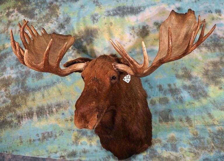 Big! Record Class 68 1/4" Alaskan Moose Shoulder Taxidermy Mount - Leap ...