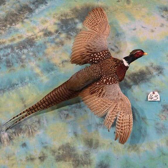Flying Ringneck Pheasant Taxidermy Bird Mount - Leap Auctions, LLC