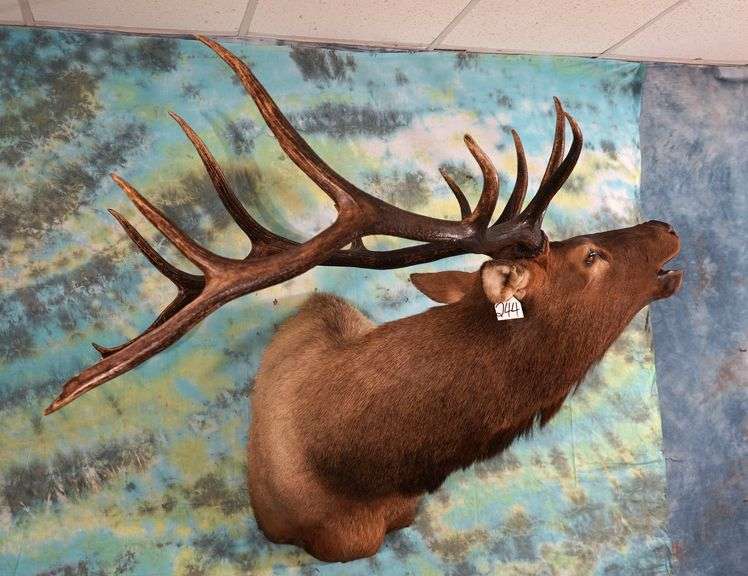 Majestic 7 x 6 Bugling Elk Shoulder Taxidermy Mount - Leap Auctions, LLC