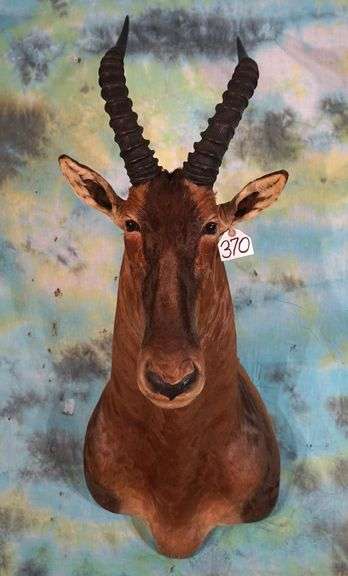 #3 All Time SCI Record Book Gold Medal Tiang Antelope Shoulder ...