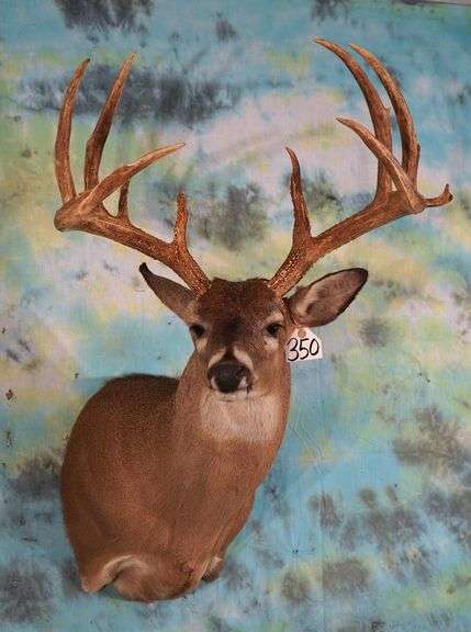 Very Nice South Texas 10pt. Whitetail Deer Shoulder Taxidermy Mount ...