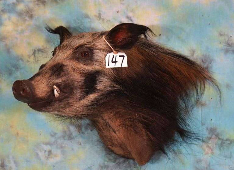 African Bushpig Shoulder Taxidermy Mount - Leap Auctions, LLC