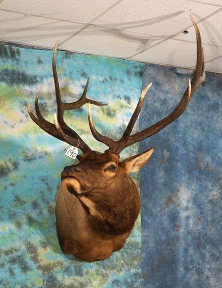 Beautiful 6 x 6 Bull Elk Shoulder Taxidermy Mount - Leap Auctions, LLC