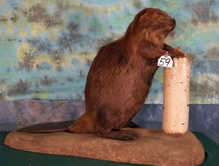 Beaver Full Body in Habitat Taxidermy Mount - Leap Auctions, LLC