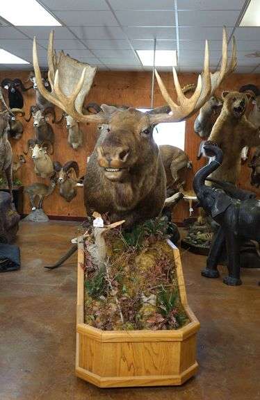 Alaskan Moose Shoulder Floor Pedestal Mount on a Natural Habitat Base ...
