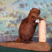 Beaver Full Body in Habitat Taxidermy Mount - Leap Auctions, LLC
