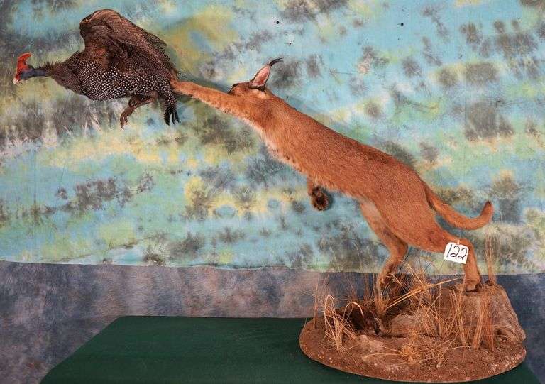 African Caracal Cat Leaping For a Speckled Guinea Fowl in Habitat ...