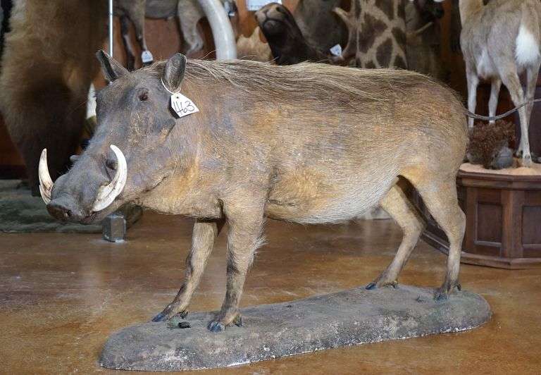African Warthog Full Body Taxidermy Mount - Leap Auctions, LLC