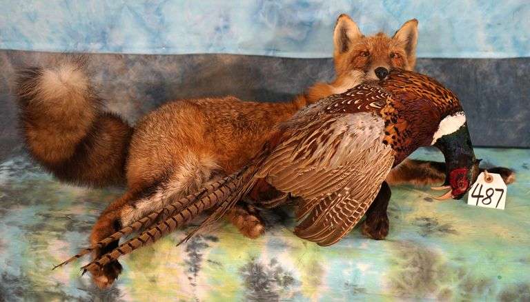 Full Body Red Fox with Ringneck Pheasant Prey Taxidermy Bird Mount ...