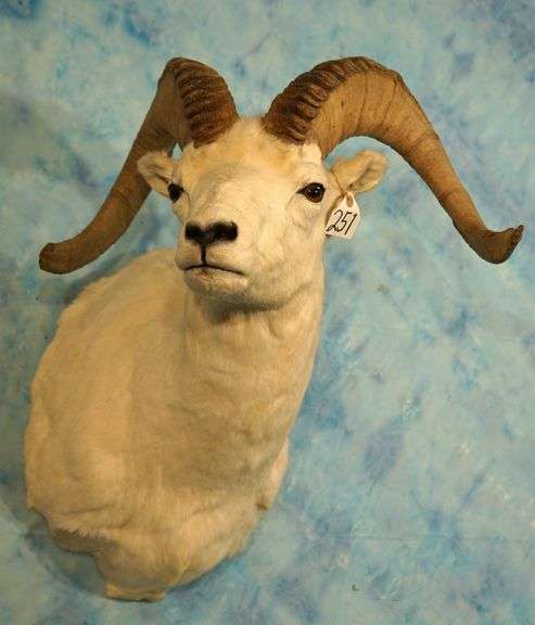 Alaskan Dall Sheep Shoulder Taxidermy Ram Mount - Leap Auctions, LLC