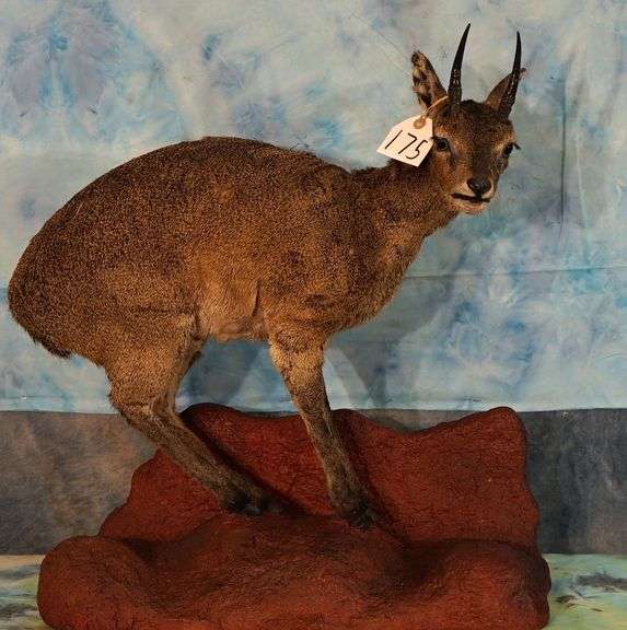 African Klipspringer Pygmy Antelope Full Body Taxidermy Mount in ...