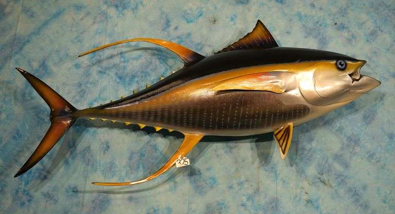 Awesome New 68 1/2" Yellow Fin Tuna Saltwater Fiberglass Reproduction ...