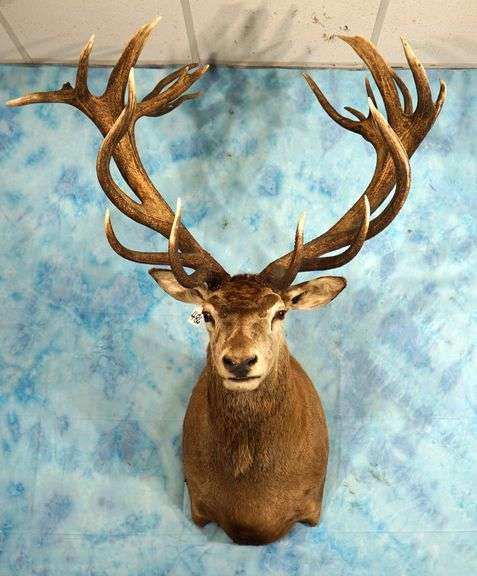 Regal 11 x 11 Red Stag Shoulder Taxidermy Trophy Mount - Leap Auctions, LLC