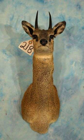 African Klipspringer Pygmy Antelope Shoulder Taxidermy Mount - Leap ...