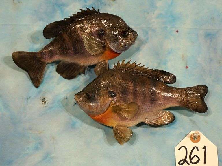 Pair of Real Skin Perch Taxidermy Fish Mounts - Leap Auctions, LLC