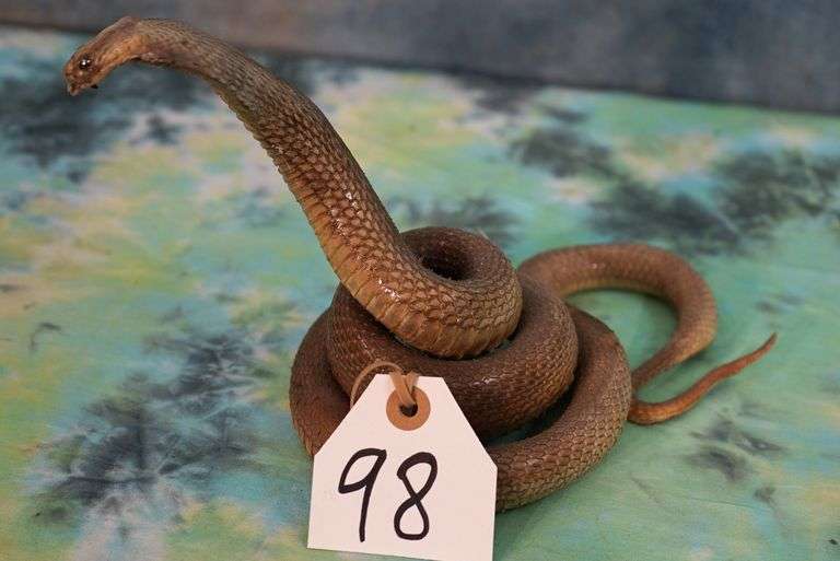 African Cobra Taxidermy Snake Mount - Leap Auctions, LLC