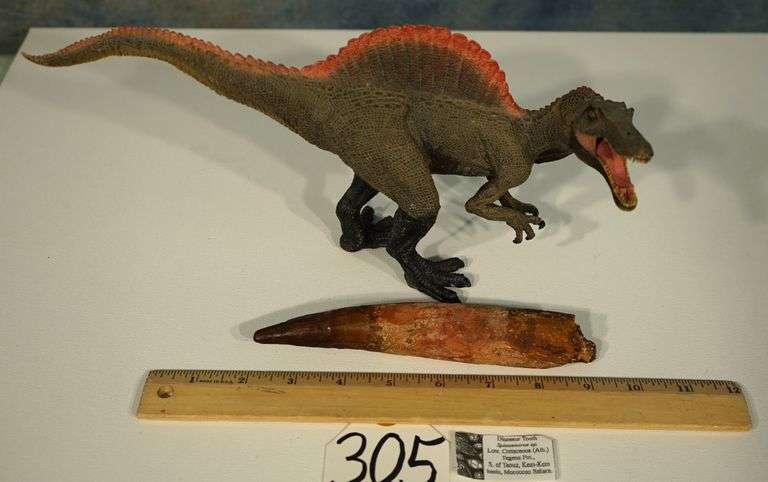 Rare Authentic Extra Large Spinosaurus egypticus Dinosaur Fossil Tooth ...