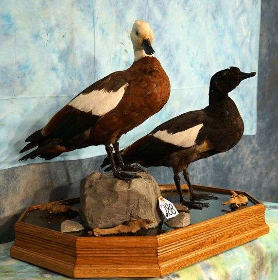 Gorgeous Pair of South Pacific Paradise Ducks on Natural Habitat Base ...