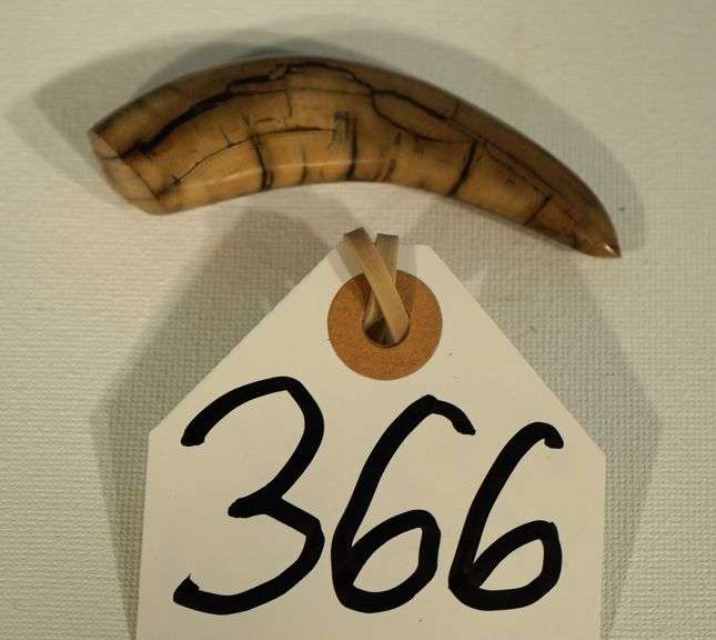 Rare! The Lesser Saber Tooth Cat "Dinictis" Fossil Saber Tooth Upper ...