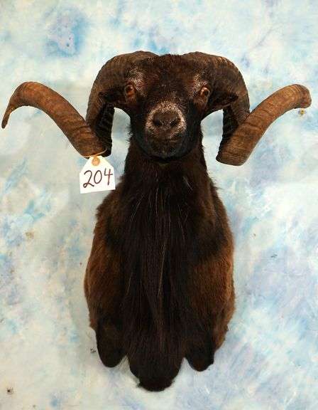 Beautiful Black Hawaiian Sheep Shoulder Taxidermy Ram Mount - Leap ...