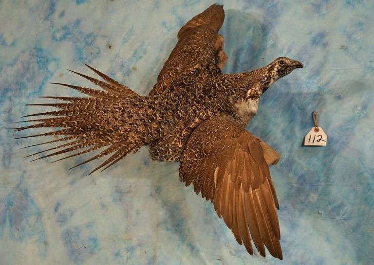 Stunning Flying Sage Grouse Taxidermy Bird Mount - Leap Auctions, LLC