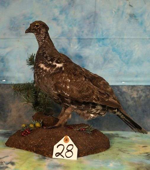 Pretty Blue Grouse in Habitat Taxidermy Bird Mount - Leap Auctions, LLC