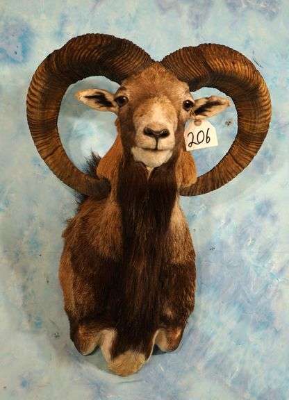 Iranian Red Sheep Shoulder Taxidermy Ram Quality Mount - Leap Auctions, LLC