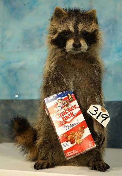 Brand New! Raccoon Eating Cracker Jacks Novelty Taxidermy Mount - Leap ...