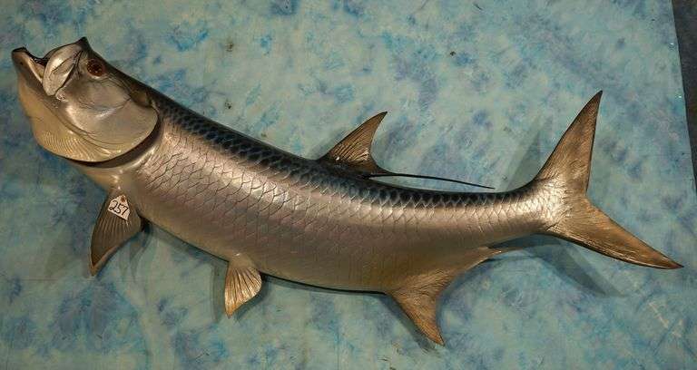 Awesome 67 1/4"Tarpon Fiberglass Reproduction Taxidermy Fish Mount ...