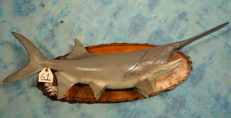 Cool 41" Paddle Fish Fiberglass Reproduction Taxidermy Mount - Leap ...