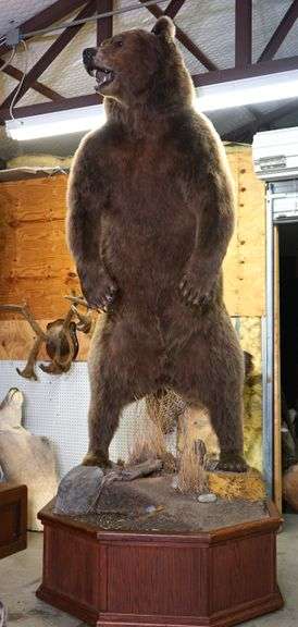 Wow!! Ex-Large 10ft. 4/12" Standing Russian Brown Bear in Habitat ...