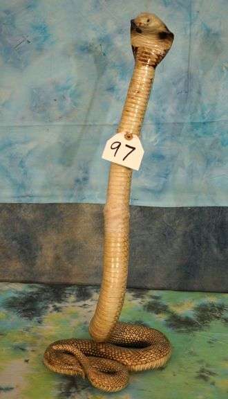 Large Indian Cobra Taxidermy Snake Mount - Leap Auctions, LLC
