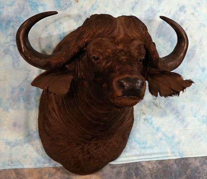 African Cape Buffalo Shoulder Taxidermy Mount - Leap Auctions, LLC