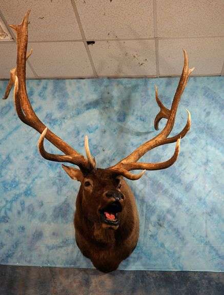 Super Huge Boone & Crockett 383 2/8" net Elk Shoulder Taxidermy Mount ...