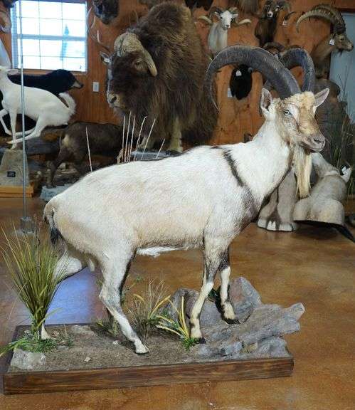Full Body Persian Ibex in Habitat Taxidermy Mount - Leap Auctions, LLC