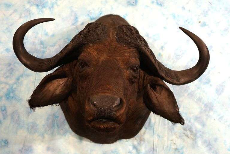 40 1/2" African Cape Buffalo Shoulder Taxidermy Mount - Leap Auctions, LLC