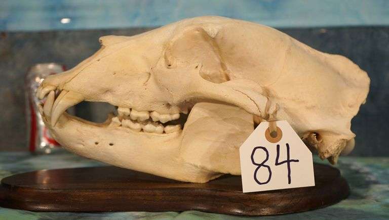 Complete Large Grizzly Bear Skull Taxidermy - Leap Auctions, LLC