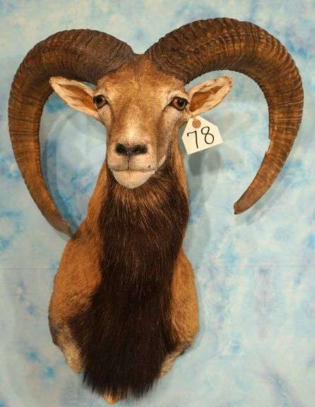 European Mouflon Sheep Shoulder Taxidermy Ram Mount - Leap Auctions, LLC