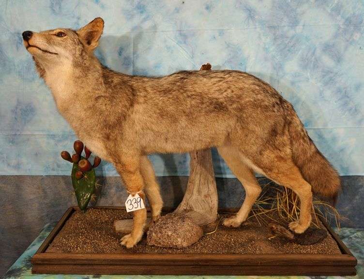 Full Body Coyote Taxidermy Mount in Habitat - Leap Auctions, LLC