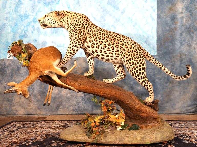 Beautiful Large African Leopard Full Body Taxidermy Mount **TEXAS ...