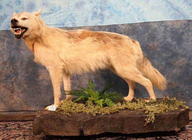 Beautiful Timber Wolf Full Body Taxidermy Mount - Leap Auctions, LLC