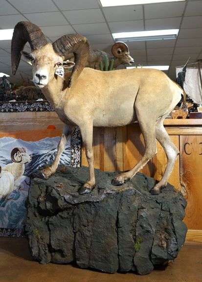 Desert Bighorn Sheep Full Body Taxidermy Ram Mount - Leap Auctions, LLC