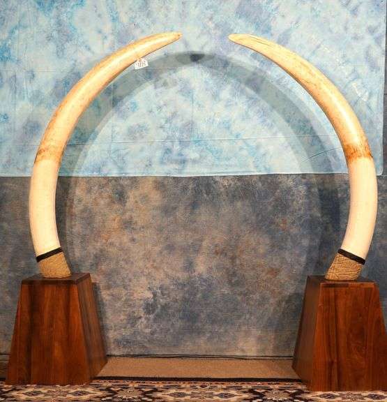 Legal Pre-Ivory Ban African Elephant Tusk on Display Stand Taxidermy ...