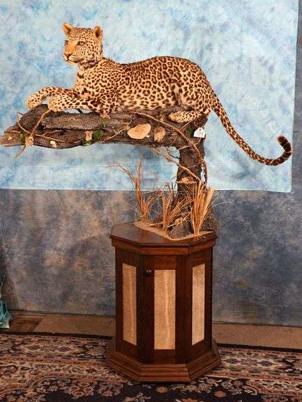 **TEXAS RESIDENTS ONLY** African Leopard Full Body Taxidermy Mount in ...