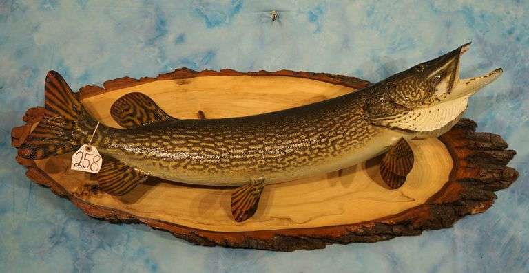 Beautiful 38 1/2" Real Skin Northern Pike Taxidermy Fish Mount - Leap ...