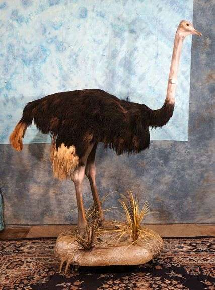 Cool! Full Body Ostrich Taxidermy Bird Mount - Leap Auctions, LLC