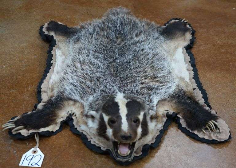 American Badger Padded and Felted Taxidermy Rug Mount - Leap Auctions, LLC