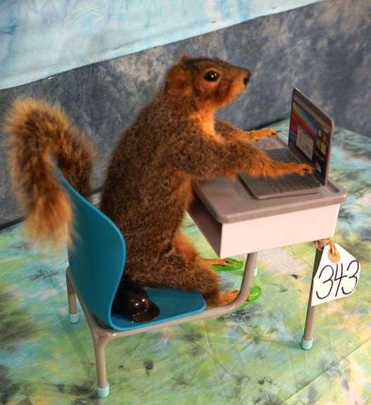 Cool! Laptop Squirrel Novelty Taxidermy Mount - Leap Auctions, LLC