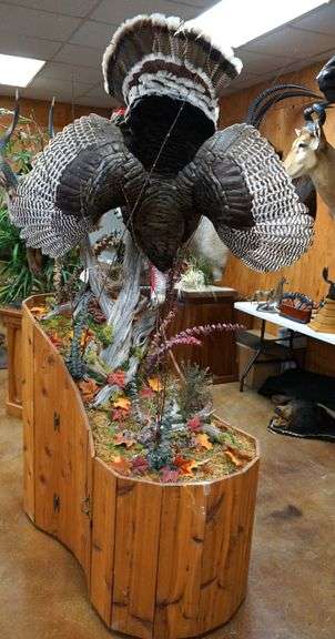 Beautiful Merriam's Wild Turkey Dead Mount Hanging on Tree with Habitat ...